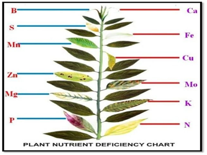 Micronutrients - AgriMoon
