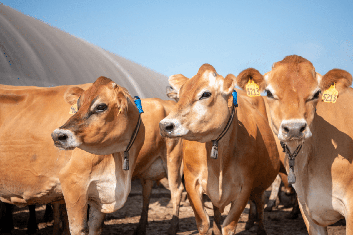 Dairy Cow Solutions Market Set to Reach USD 19.5 Billion by 2032 ...